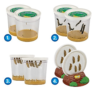 Insect Lore Two Cups of Caterpillars - Life Science & STEM Education