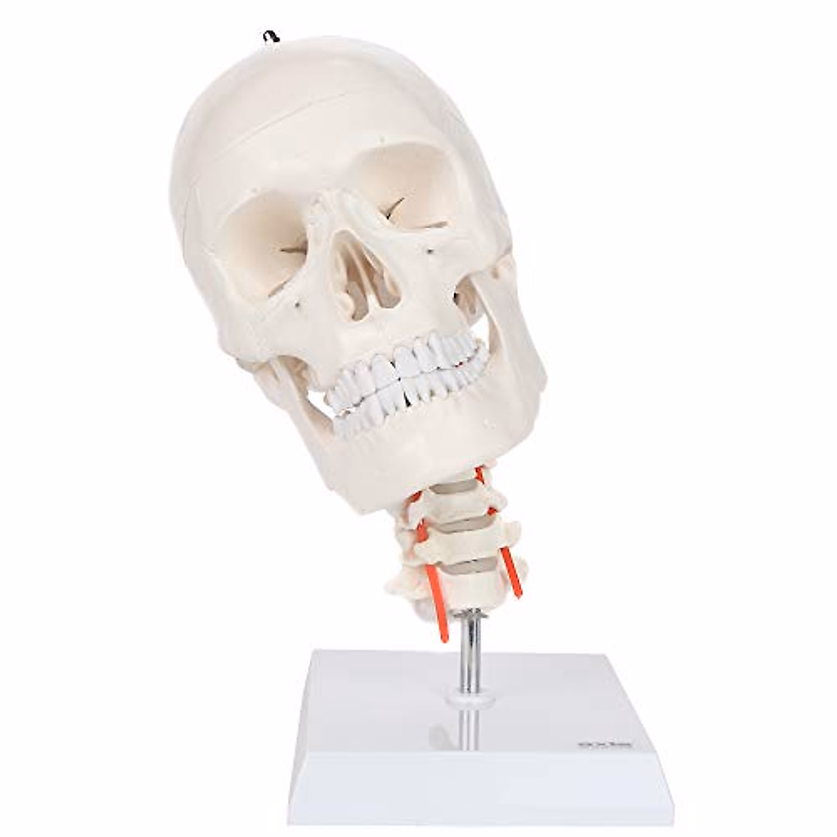 Axis Scientific 3-Part Human Skull Model with Flexible Neck | Life Size Plastic Skull on a Flexible Cervical Spine Molded from a Real Human Skull