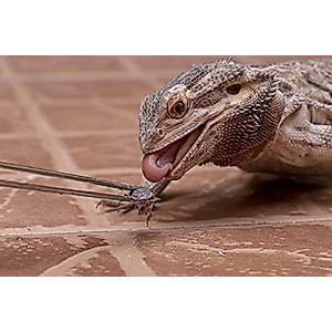 Live Dubia Roaches - 200 Medium Sized (3/8" to 3/4") Dubia Cockroaches - Living Pet Food for Reptiles, Amphibians, Rodents, Birds, Bearded Dragons, Leopard Geckos, Frogs, Tarantulas, Chameleons