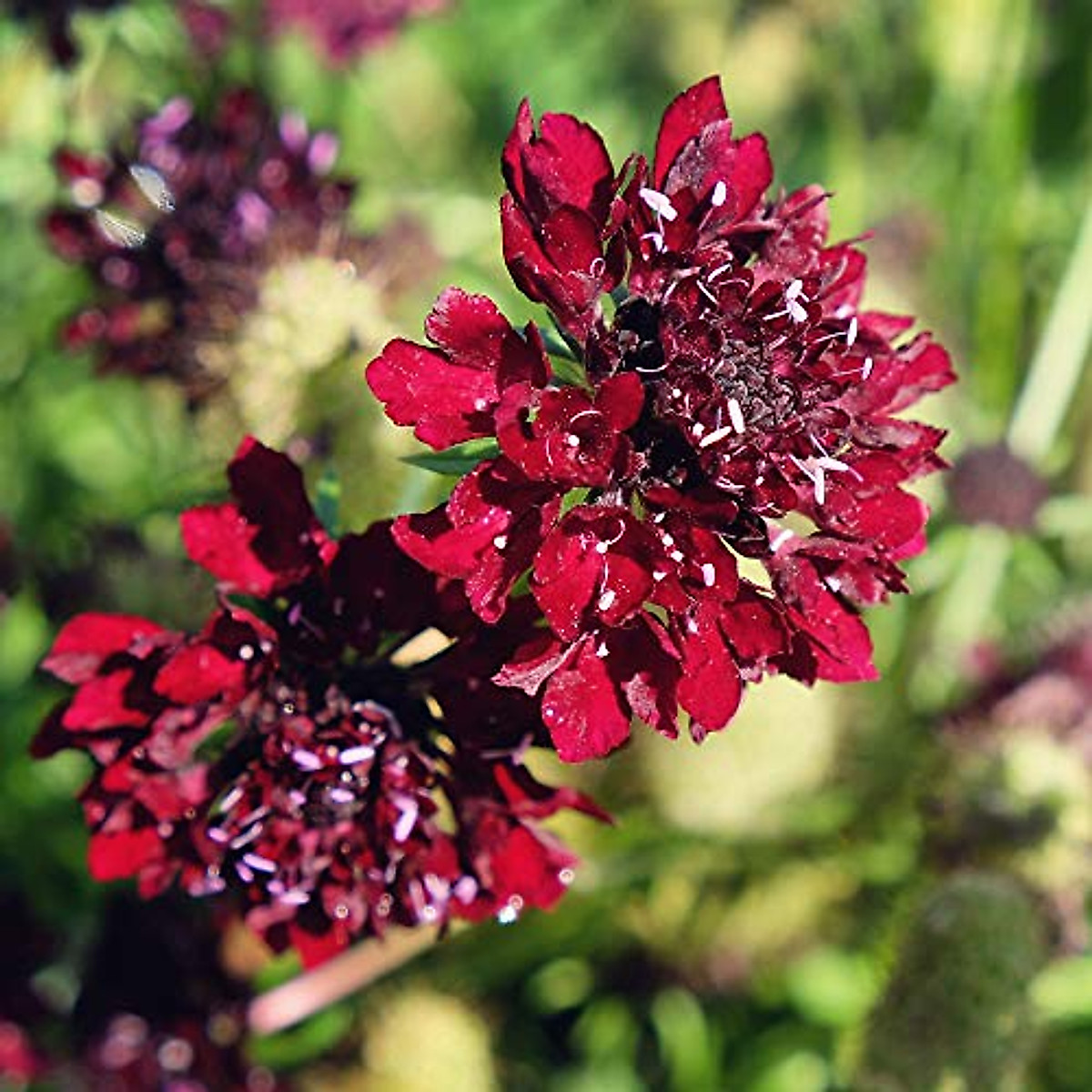 Outsidepride Annual Scabiosa Red Pincushion Garden Cut Flowers for Arrangements, Drying, & Pressing - 200 Seeds