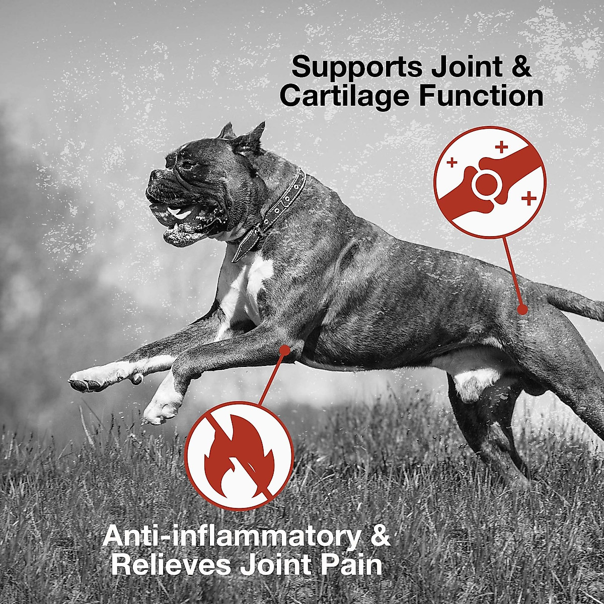 Nutriline Labs Flex EZ Dog Glucosamine Chondroitin Chewable Hip and Joint Supplement for Dogs Chews Treats with MSM and Turmeric, for Large/Giant Breeds (150 Soft Chews)