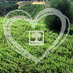 BIOselect Natural Hair Conditioner (200ML)