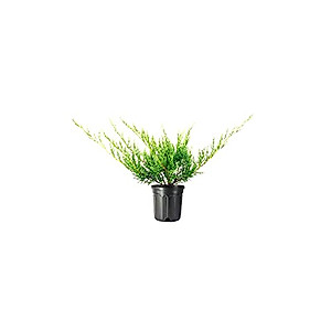 Hetzi Juniper | 3 Live Gallon Size Trees | Juniperus Chinensis | Drought Tolerant Cold Hardy Evergreen Privacy Screening Plants