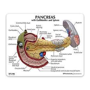 GPI Anatomicals - Human Anatomy Model of Pancreas with Gallbladder and Spleen, Replica for Anatomy and Physiology Education, Anatomy Model for Doctor's Offices and Classrooms, Medical Study Supplies