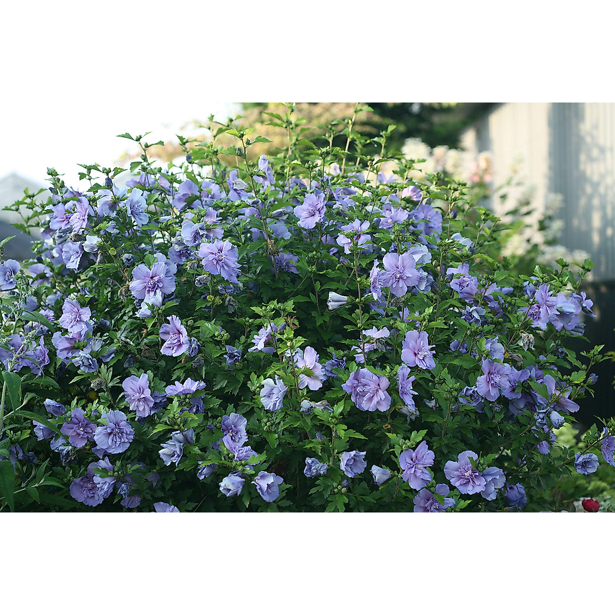 2 Gallon Proven Winners Blue Chiffon Hibiscus