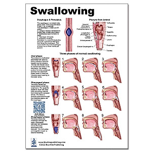 Blue Tree Publishing Swallowing anatomy education With QR Codes to see active animation (A4 laminated chart)