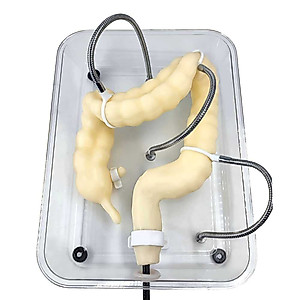 WFZY Medical Colon Model Soft Virtual Colonoscopy Training Model for Nursing Medical Training