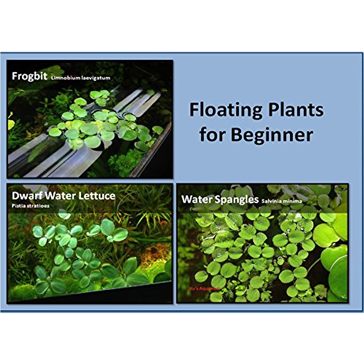 G’z Aquarium Floating Plants Package #1, 12 Amazon Frogbit, 12 Dwarf Water Lettuce, 12 Water Spangles