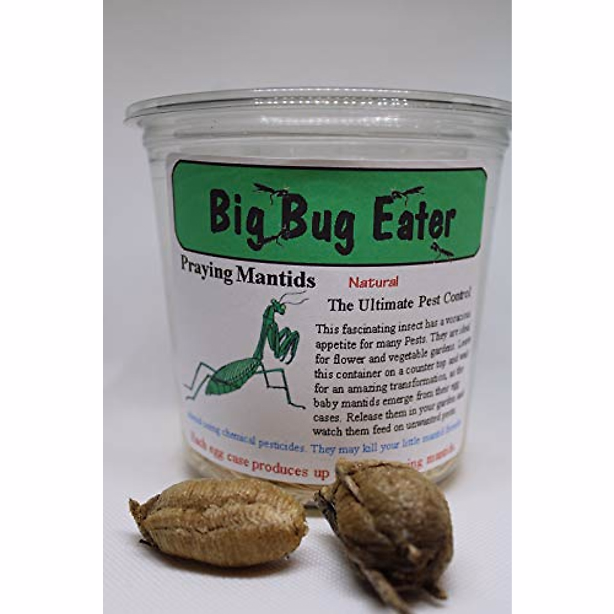 Two Extra Large Praying Mantis Ootheca Egg Cases + Clear Hatching Incubator Kit