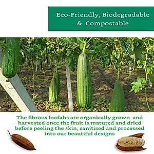 Natural Loofah Exfoliating Sponge (4 Pack) - Loofa Body Scrubber - Loofah Sponge - Loofah Exfoliating Body Scrubber - Organic Loofah - Shower Luffa Sponges - Exfoliating Loofah - Biodegradable Loofah