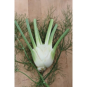 Burpee Orion Hybrid Fennel Seeds 100 seeds
