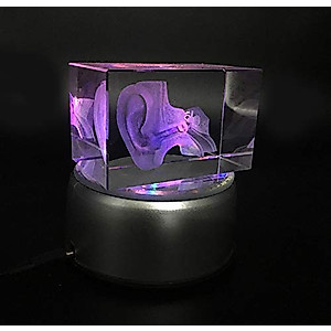 3D Human Ear Anatomical Model Paperweight(Laser Etched) in Crystal Glass Cube Science Gift (No Included LED Base)(3.1x2x2 inch)
