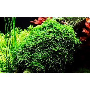 Greenpro Java Moss Live Freshwater Aquarium Plants Easy Ready to Grow