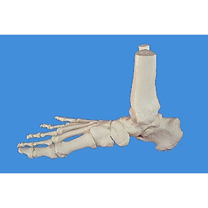 Wellden Medical Anatomical Foot Skeleton Model,disarticulated and Assembled by Magnets, Life Size