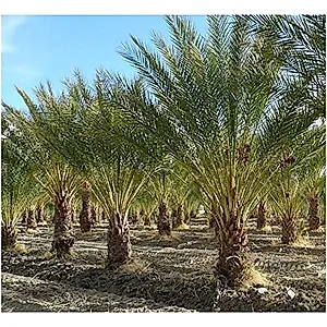 CHUXAY GARDEN Phoenix Dactylifera,Date Palm 15 Seeds Tall Evergreen Palm Tree Edible Fruit Survival Gear Food Seeds Grows in Just Weeks