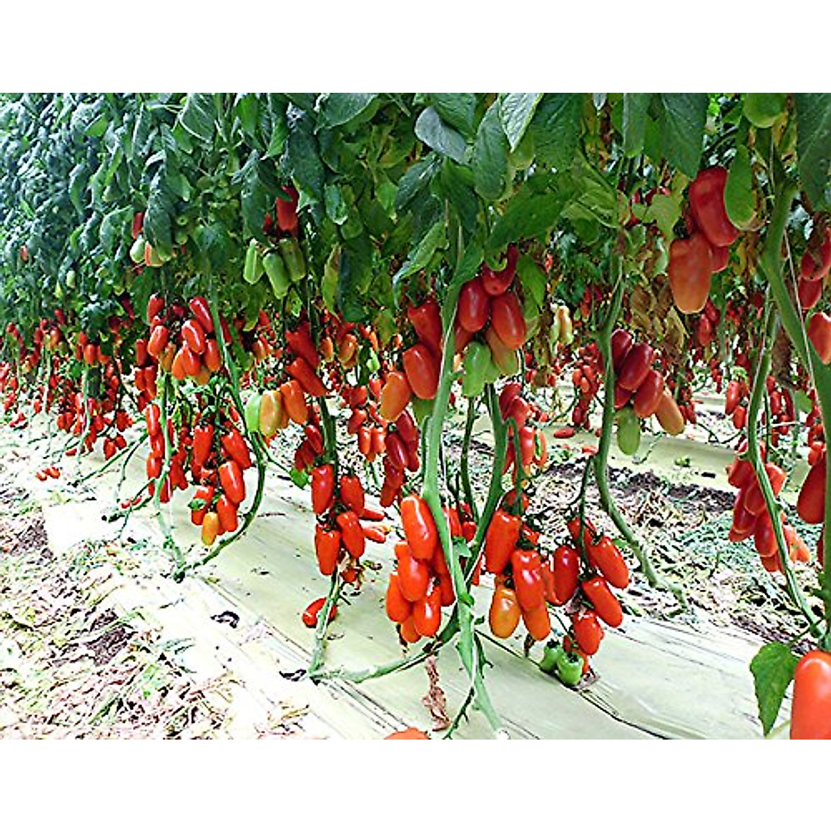 30+ Italian San Marzano Paste Tomato Seeds, Heirloom Non-GMO, Indeterminate, Open-Pollinated, Productive, Delicious, from USA