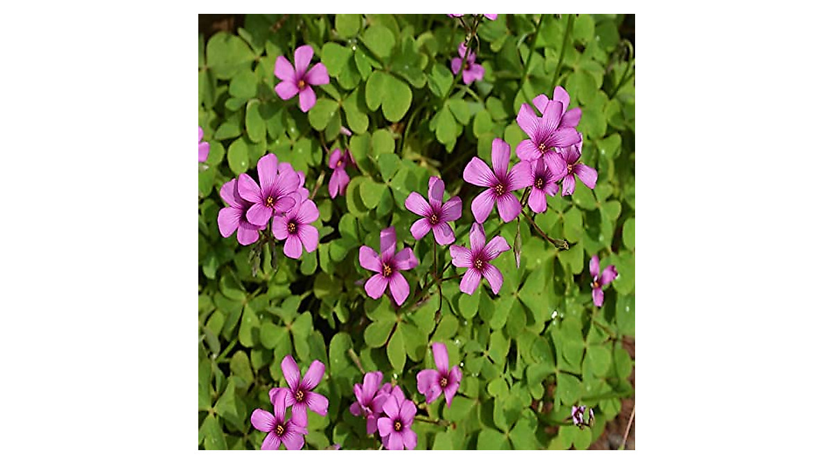 Oxalis Iron Rubra Bulbs: Easy Good Luck Plant for Indoors/Outdoors