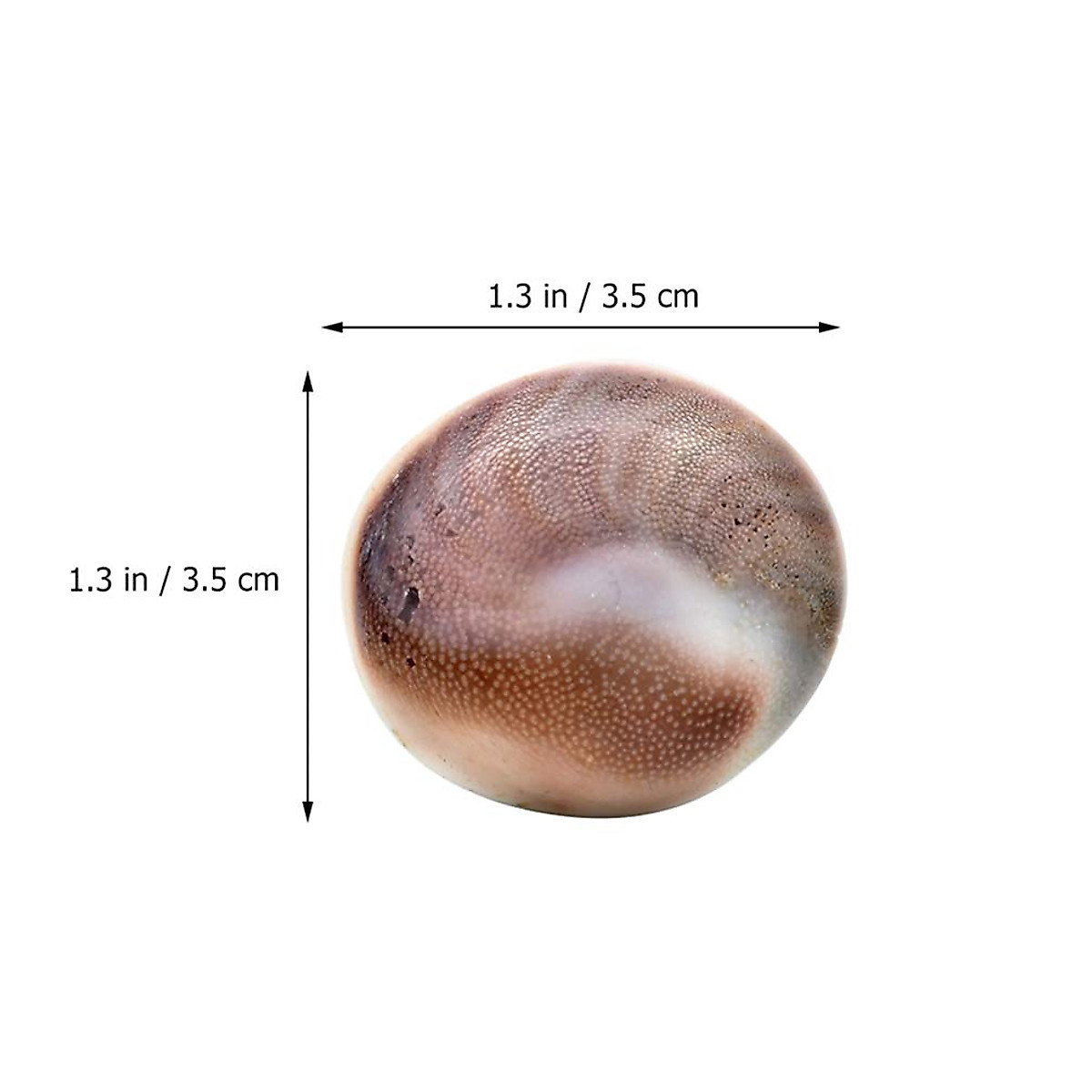 Scicalife 100g Sun Shell Fossil Stone Paleontology Fossil Stones Specimen Ornaments for Basic Paleontology Biological Science Education