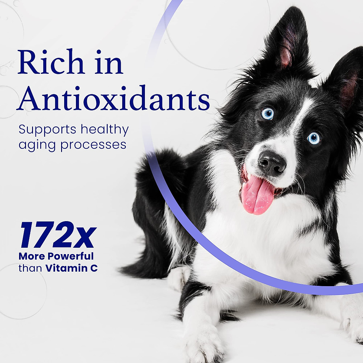 C60 Evo Dog Supplement, Pure ESS60 in Extra Virgin Olive Oil for Dogs, All-in-One Dog Immune Supplement, Dog Joint and Energy Support, Infused with Natural Bacon Essence, 3 oz - C60 Evo