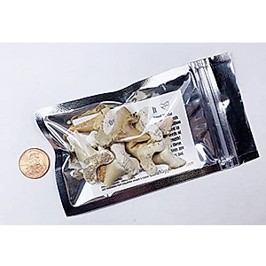 10 Medium Fossil Prehistoric Shark Teeth Collection with Information Card