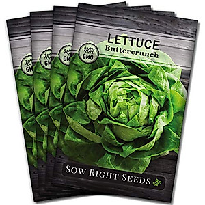 Sow Right Seeds - Buttercrunch Lettuce Seed for Planting - Non-GMO Heirloom Packet with Instructions to Plant a Home Vegetable Garden, Indoors or Outdoor; Great Gardening Gift (4)