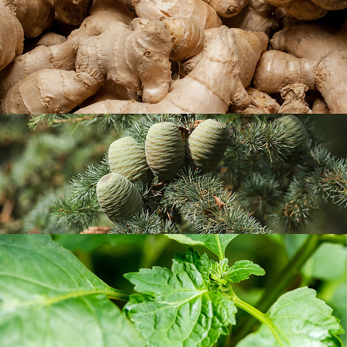 Calvin Klein euphoria for Men, Deodorant, 2.6 Fl Oz