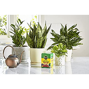 PLANT FOOD ALL PURP 1.5#