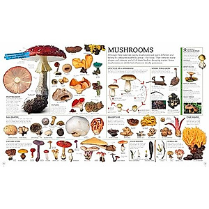 Picturepedia, Second Edition: An Encyclopedia on Every Page