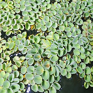50+ Leaves Asian Watermoss (Salvinia cucullata) Live Aquarium Plant - Floating Aquatic Plant for Natural Fish Tank Decor and Oxygenation - Easy Care Aquatic Plants for Your Tank