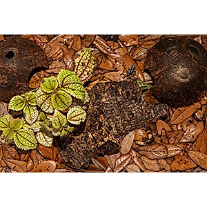 Live Oak Leaf Litter (1 Gallon)