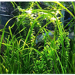 Jungle Val | Tall Vallisneria Spiralis 3-Bunch Freshwater Live Aquarium Plants Background Fish Tank Greenpro