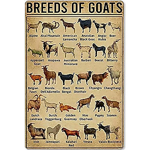 EWERW Goat Knowledge Metal Tin Sign Breeds Of Goats Learning Poster Library School Education Living Room Kitchen Bathroom Home Art Wall Decoration Plaque Gift 8inchx12inch, 8Inch X 12Inch