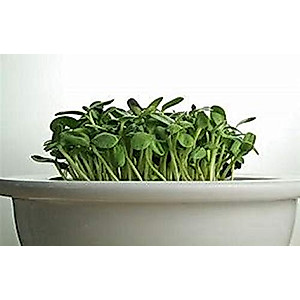 Sunflower Sprouting Seed, Non GMO -4 oz - Country Creek Acre Brand - Sunflower Seed for Sprouts, Garden Planting, Cooking, Soup, Emergency Food Storage, Gardening, Juicing, Cover Crop