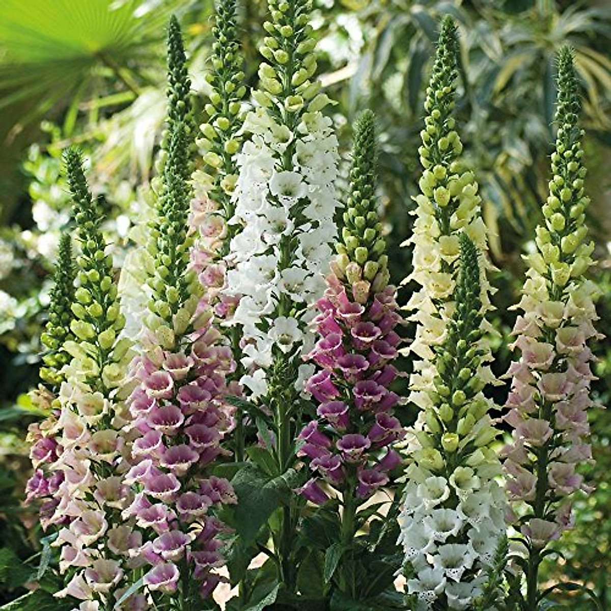 NIKA SEEDS - Flowers Purple Foxglove Digitalis Mix Perennial - 600 Seeds