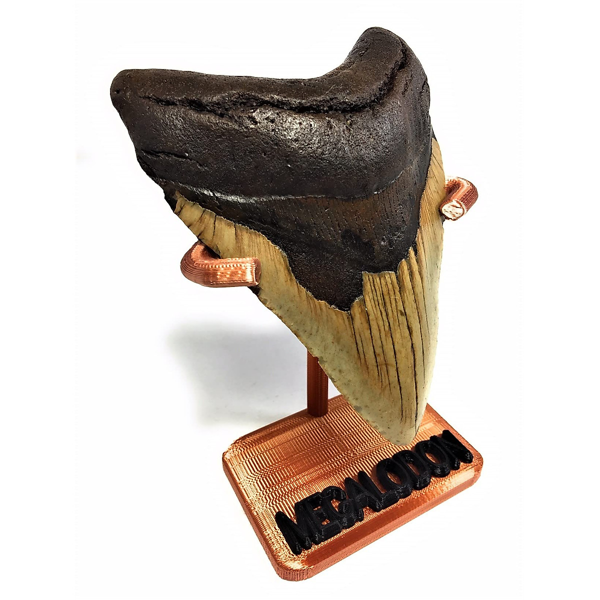 Deep Sea Fossils Exact Tooth - Genuine One-of-a-Kind Prehistoric Fossilized Megalodon Shark with a Custom 3D-Printed Stand and Glossy 8-1/2inches x 11inches Certificate of Authenticity (4.958inches)