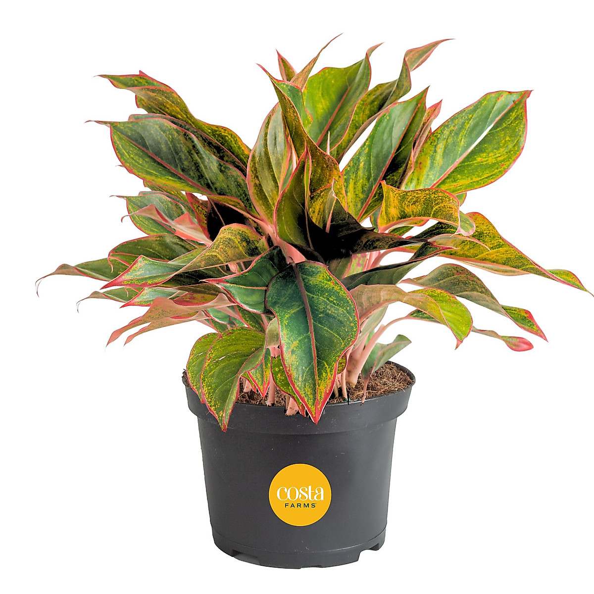 Costa Farms Chinese Evergreen Live Plant, Aglaonema, Easy Care Low Light Houseplant in Nursery Pot, Potted in Potting Soil Mix, Housewarming, Unique Home or Room Decor, 1-2 Feet Tall