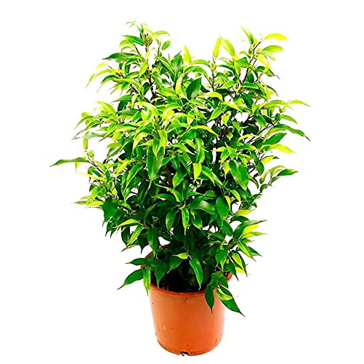 Ficus Benjamina Bonsai Weeping Fig Tree 20+ Seeds for Planting Non-GMO Houseplant