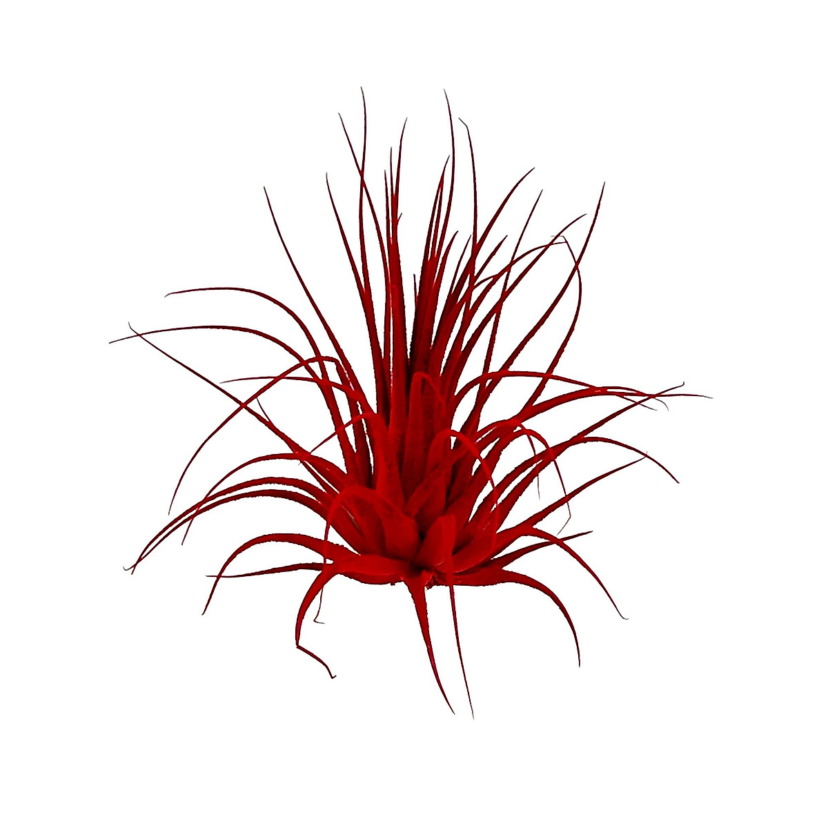 ragnaroc Air Plants - Dyed Tillandsia Ionantha, Regular 2-3" - 1ct - Live Arrival Guaranteed - House Plants for Home Decor & Gift, Jule Red