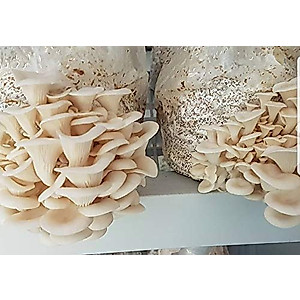 100 Grams/4 oz of White Elm Oyster Mushroom Spawn Mycelium to Grow Gourmet and Medicinal Mushrooms at Home or commercially - Use to Grow on Straw or Sawdust Blocks - G1 or G2 Spawn