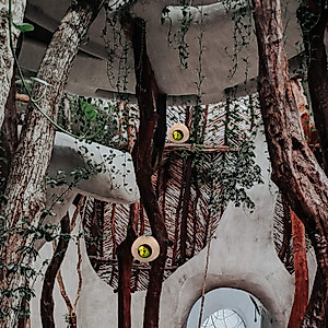 balacoo Parrot Toys Parrot Toys Bird Toy Shell Bird House Natural Hanging Bird House Bird Hut Bird Bed House Toy Cage Toy for Hamster Parrot Macaw with Screw Parrot Toys Bird Toy Bird Toy