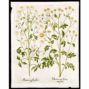 [Feverfew] Matricaria flore simplici; [Double-flowered feverfew] Matricaria flore pleno