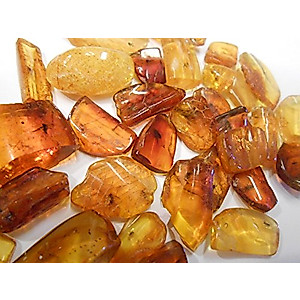 Genuine Fossil Baltic Amber Resin with Insect Inclusion from Lithuania with Free Magnifying Glass, Acrylic Display Stand, Fact Sheet & COA Bundle.