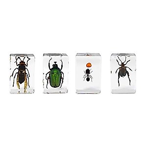 Celestron – Real 3D Bugs in Clear Resin – 4pc Set Includes Wasp, Ant, Chafer, and Beetle Specimens – Perfect for Science Eduction and Classroom – Use with Digital and Stereo Microscopes