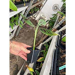 Dwarf Red Banana - Edible Red Banana - Sumatrana “X” Cross Banana