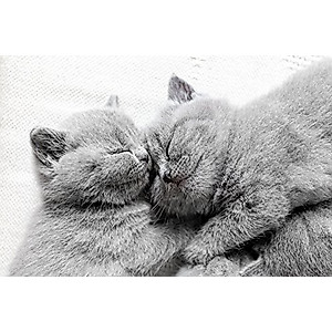 DrFormulas Nexabiotic Probiotics for Cats Powder | Treats Diarrhea for Pets with Saccharomyces Boulardii Lactobacillus Acidophilus, Best Probiotics Supplement for Digestive Health 30 Capsule