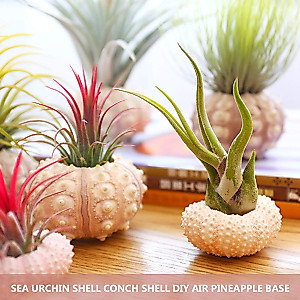 Hemoton 4Pcs Sea Urchin Shells Air Plant Planter Holder Tillandsia Small Container Plant Bonsai Cactus Pot Decorative Home Decor for Desktop