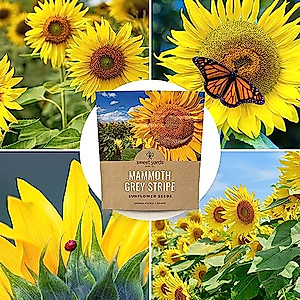Mammoth Grey Stripe Sunflower Seeds for Planting – Extra Large Packet – Over 250 Open Pollinated Non-GMO Seeds – Helianthus annus