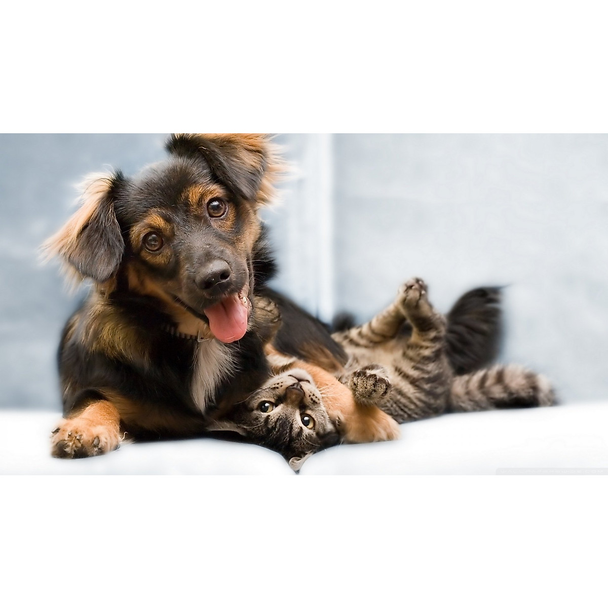 Dog Digestive Health - Pet Digestive Aid - Probiotics - for Dogs and Cats - Chewable - Digestive aid for Dogs - 2 Bottle (120 Chews)