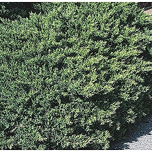 San Jose Juniper | 2 Live Gallon Size Plants | Juniperus Chinensis | Bonsai Drought Tolerant Cold Hardy Evergreen Groundcover