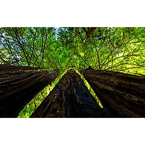 50 Giant Sequoia Seeds, Giant Redwood, Wellingtonia Seeds - 50 Seeds (Sequoiadendron giganteum) - Pack of 50 Rare and Viable Seeds - QO Seeds